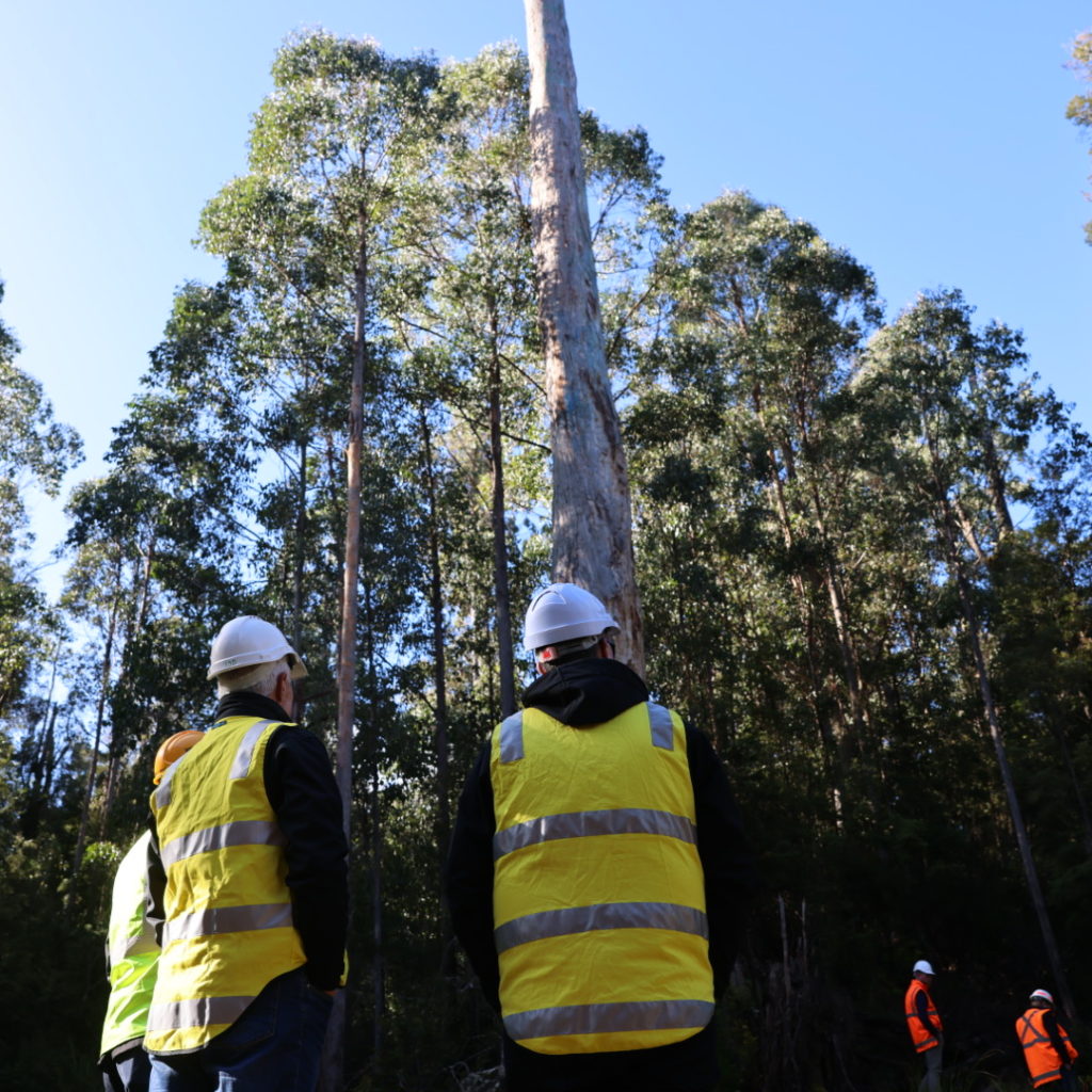 Woods Bagot and the University of Tasmania go tree shopping ahead of ...